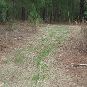 Amazon.com : PlotSpike Forage Oat Seed, 25-Pound : Vegetable Plants ...