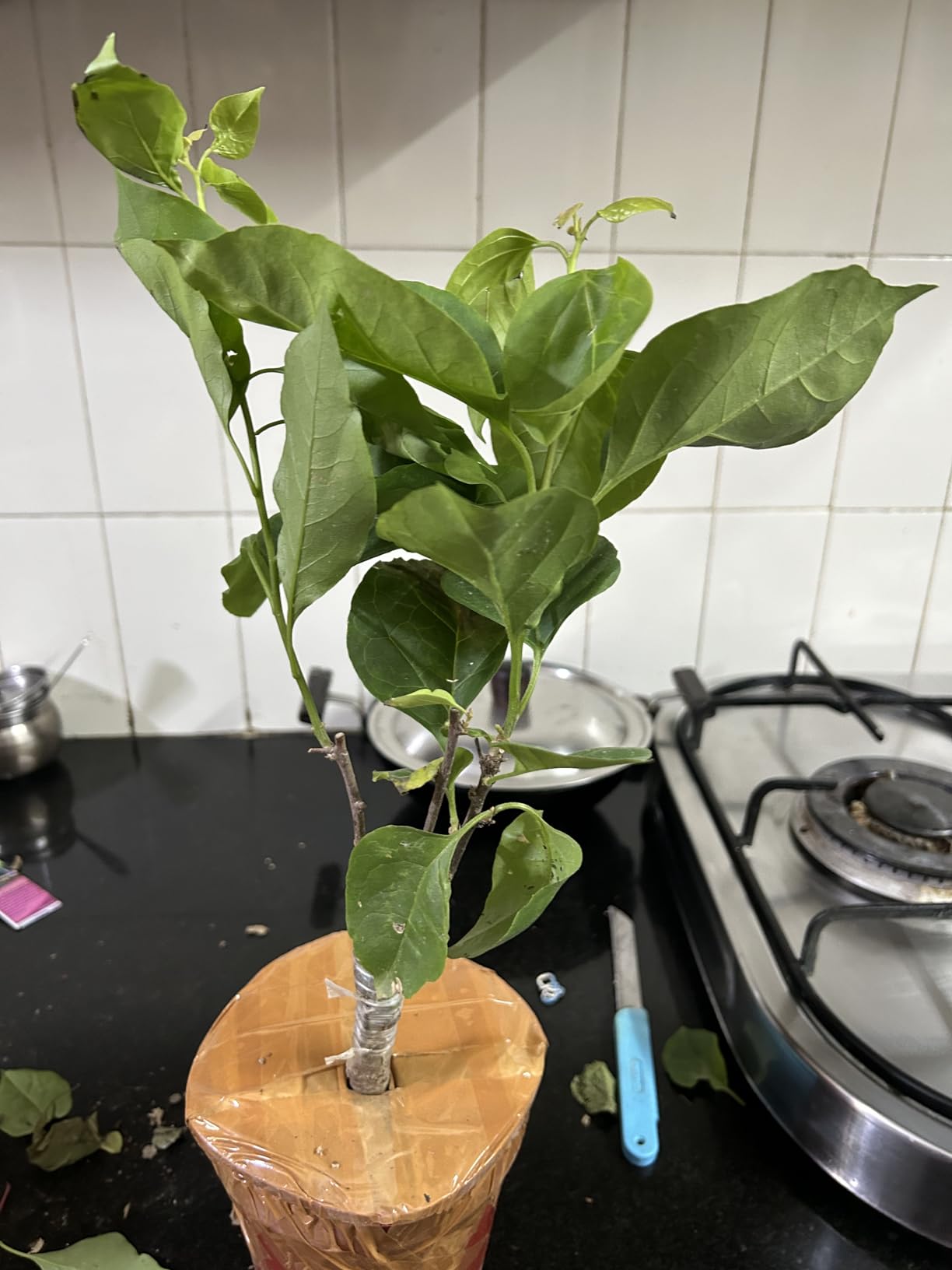 RADHA RANI PLANT HOUSE-Rare Multicolor Bougainvillea Live 1-Healthy ...