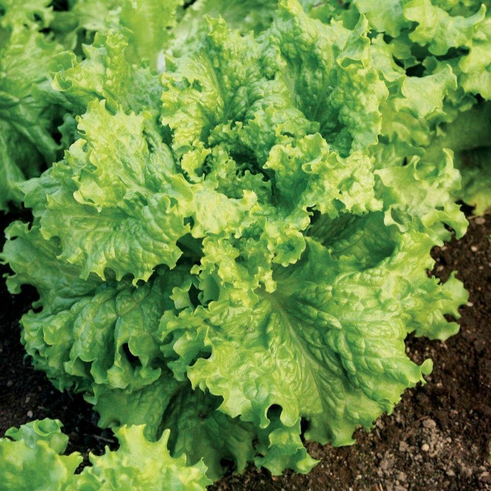 Amazon.com : Dark Green Lettuce Walmann's Seeds Pack : Patio, Lawn & Garden