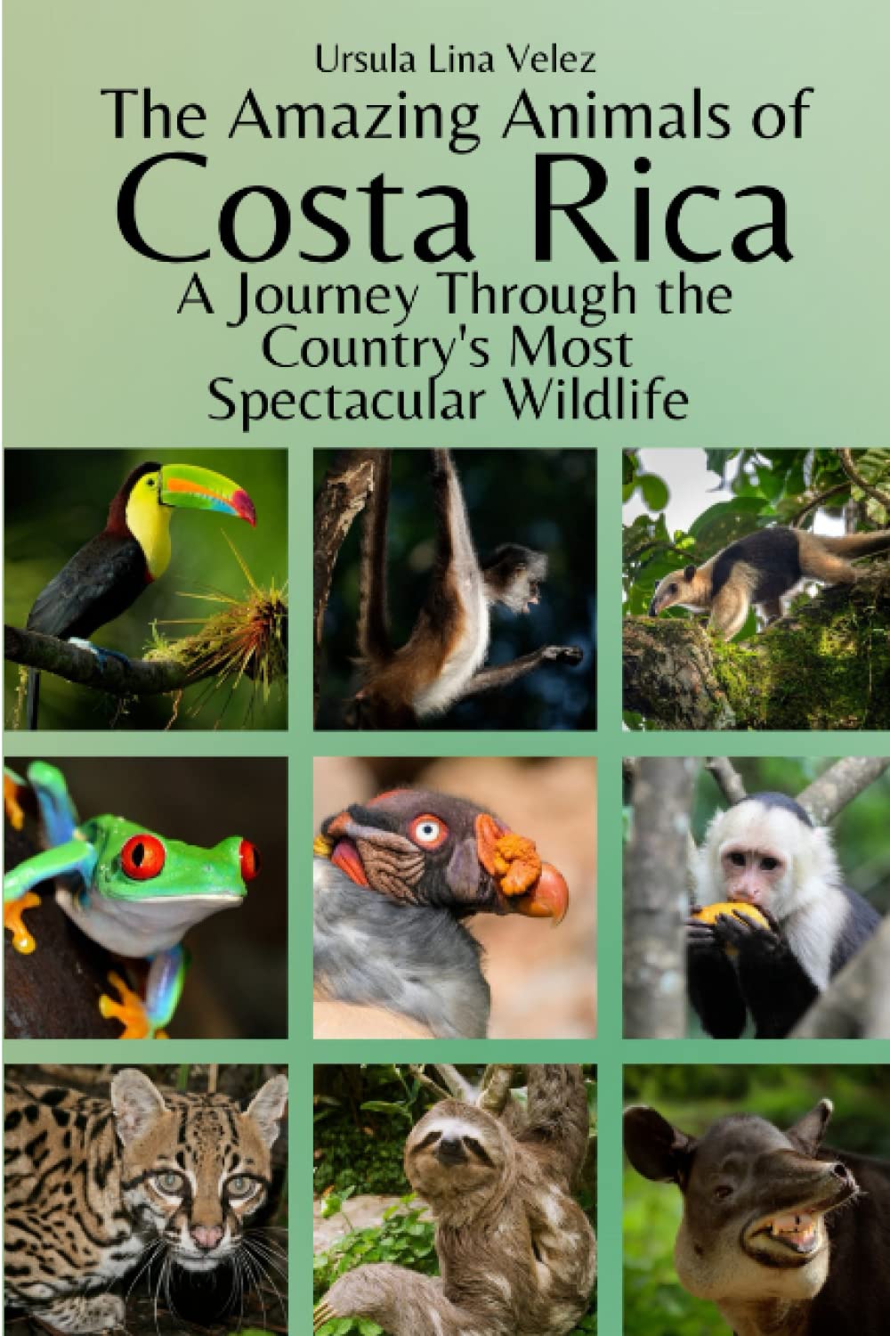 Buy The Amazing Animals of Costa Rica: A Journey Through the Country's ...
