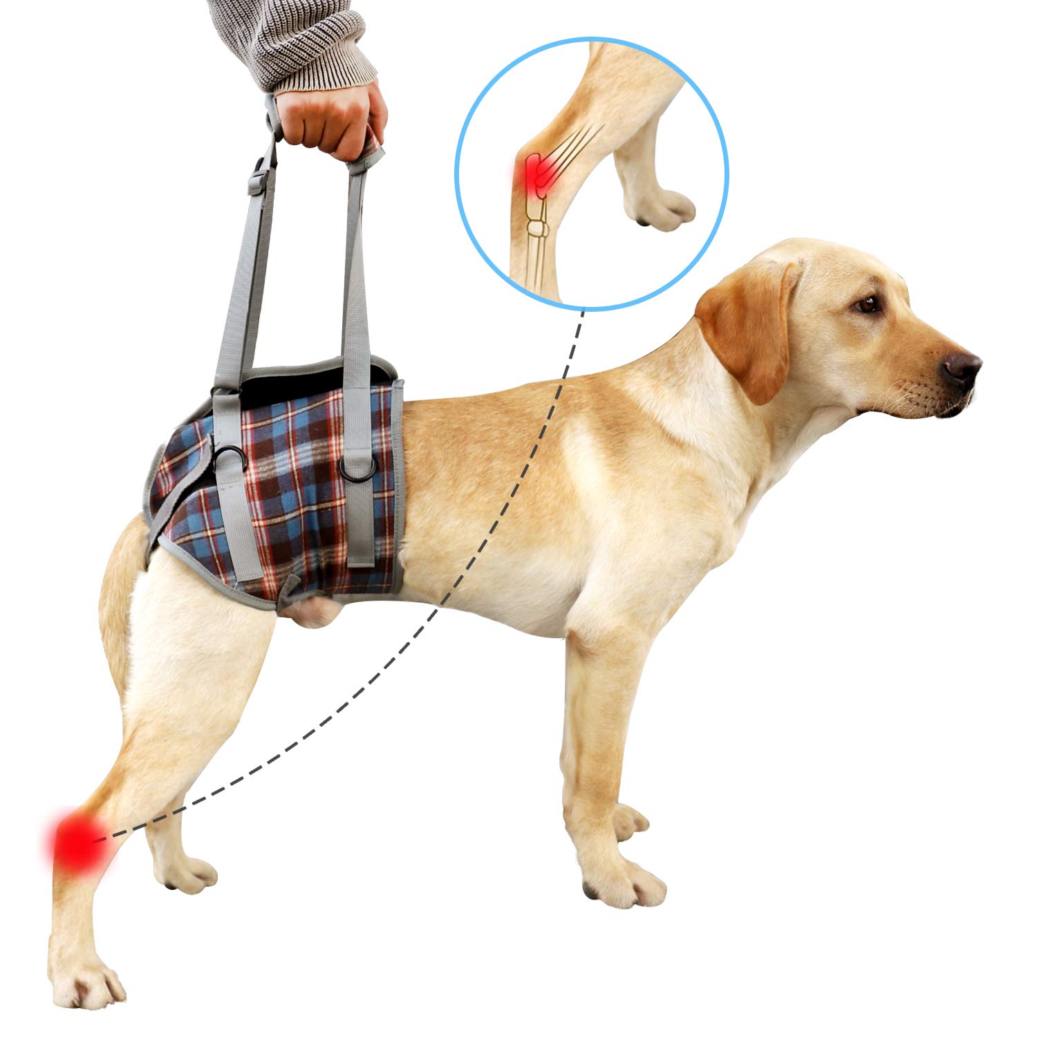 Buy Heywean Dog Lift Harness with Handle Support Injured Back Legs ...