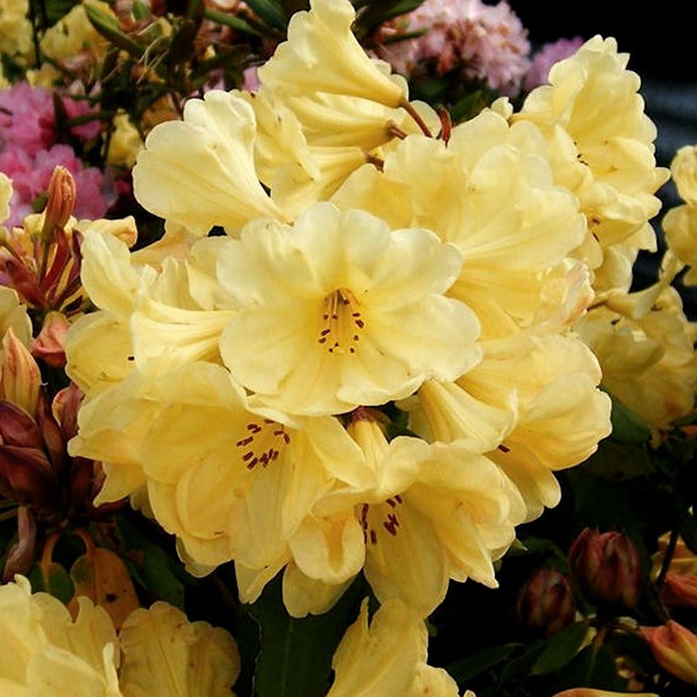 1 X Rhododendron 'Golden Wonder' Evergreen Bushy Shrub Hardy Garden ...
