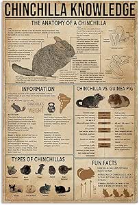 Amazon.com: Chinchilla Knowledge Metal Tin Signs Chinchilla Information ...
