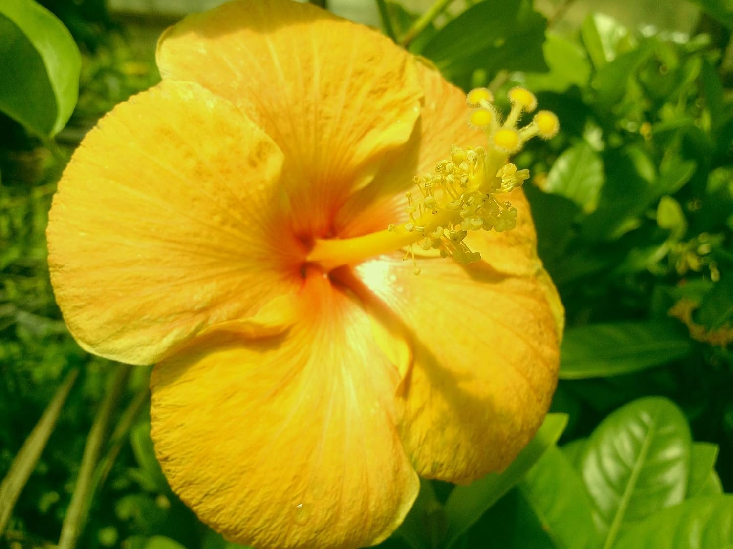Your Shop Live Hibiscus/Gudhal Yellow Flower Plant : Amazon.in: Garden ...
