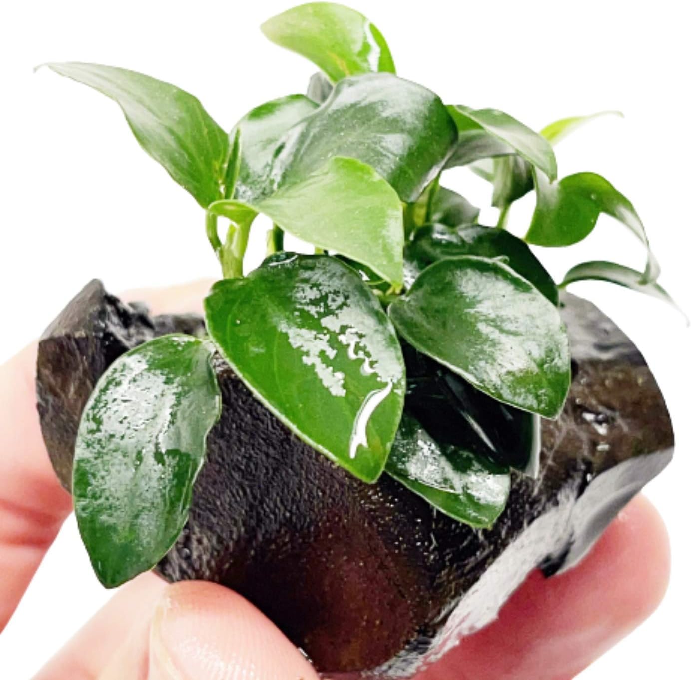 Amazon.com: Tropica - Cryptocoryne undulatus 'Red' 1-2 Grow ! - Live ...