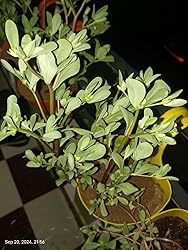 50+ Seeds- Rainbow Portulaca Flower Seeds For Home Garden - Easy To ...