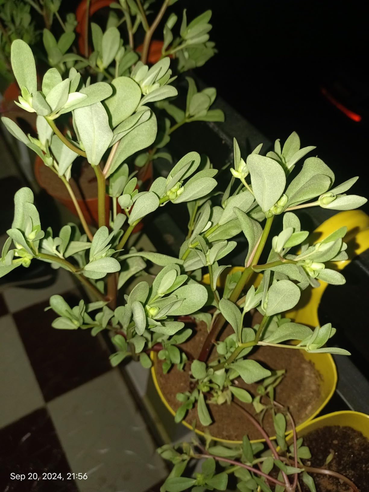 50+ Seeds- Rainbow Portulaca Flower Seeds For Home Garden - Easy To ...