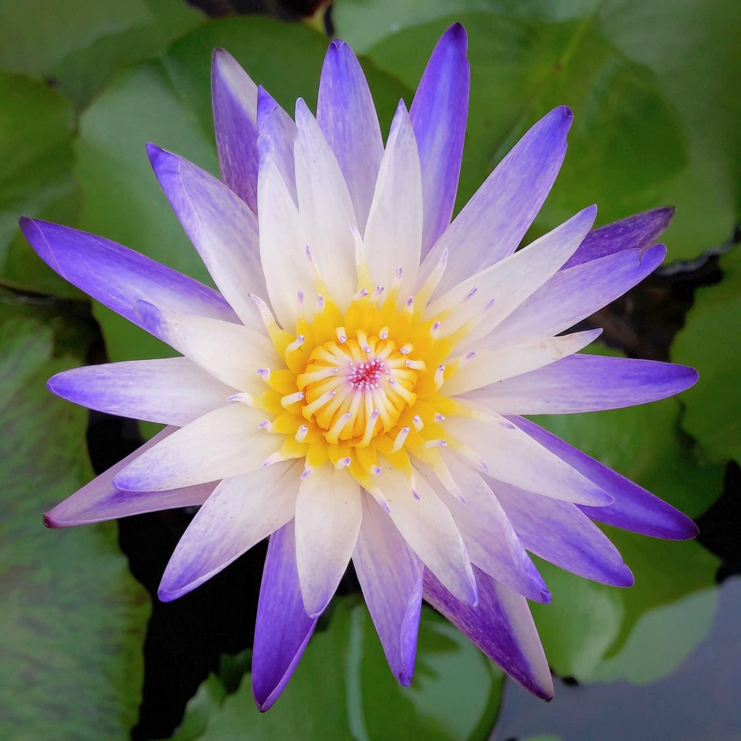 Amazon.com : Mainam Mixed Colorful Tropical Water Lily Tuber Live ...