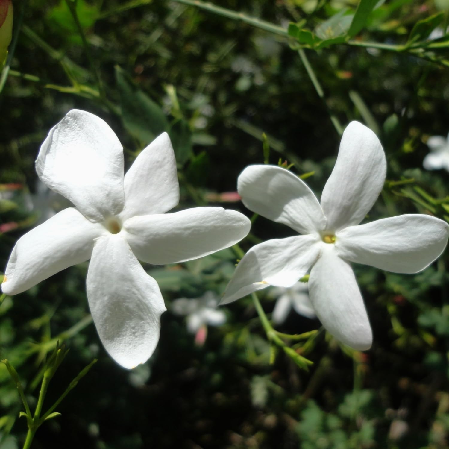Hug A Plant | Pichi Poo (Jasminum angustifolium) Flowering/Ornamental ...