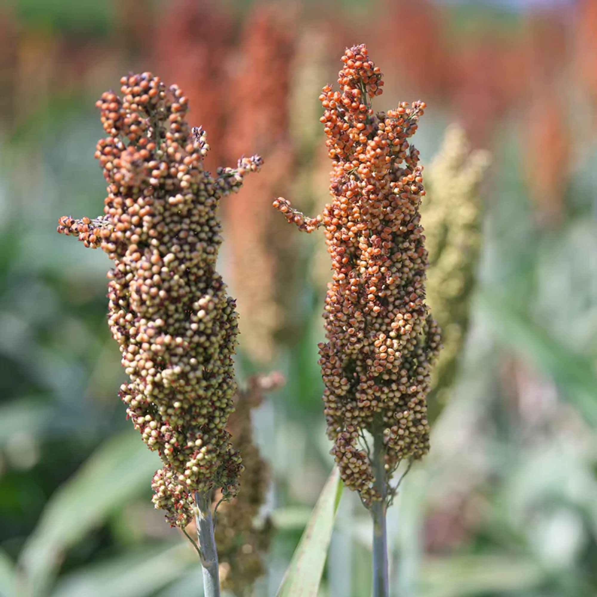 Red Millet Plant