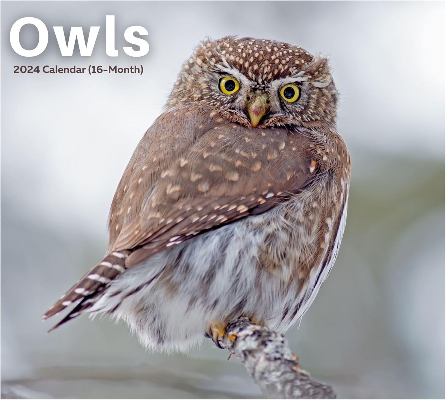 Amazon.com: 2024 Owls - Deluxe Wall Calendar by Just Calendars - 16 ...