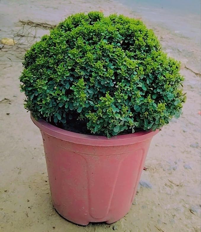 Oxygen tree for home,home tree for oxygen,Kamini plant (Pack of 1 ...