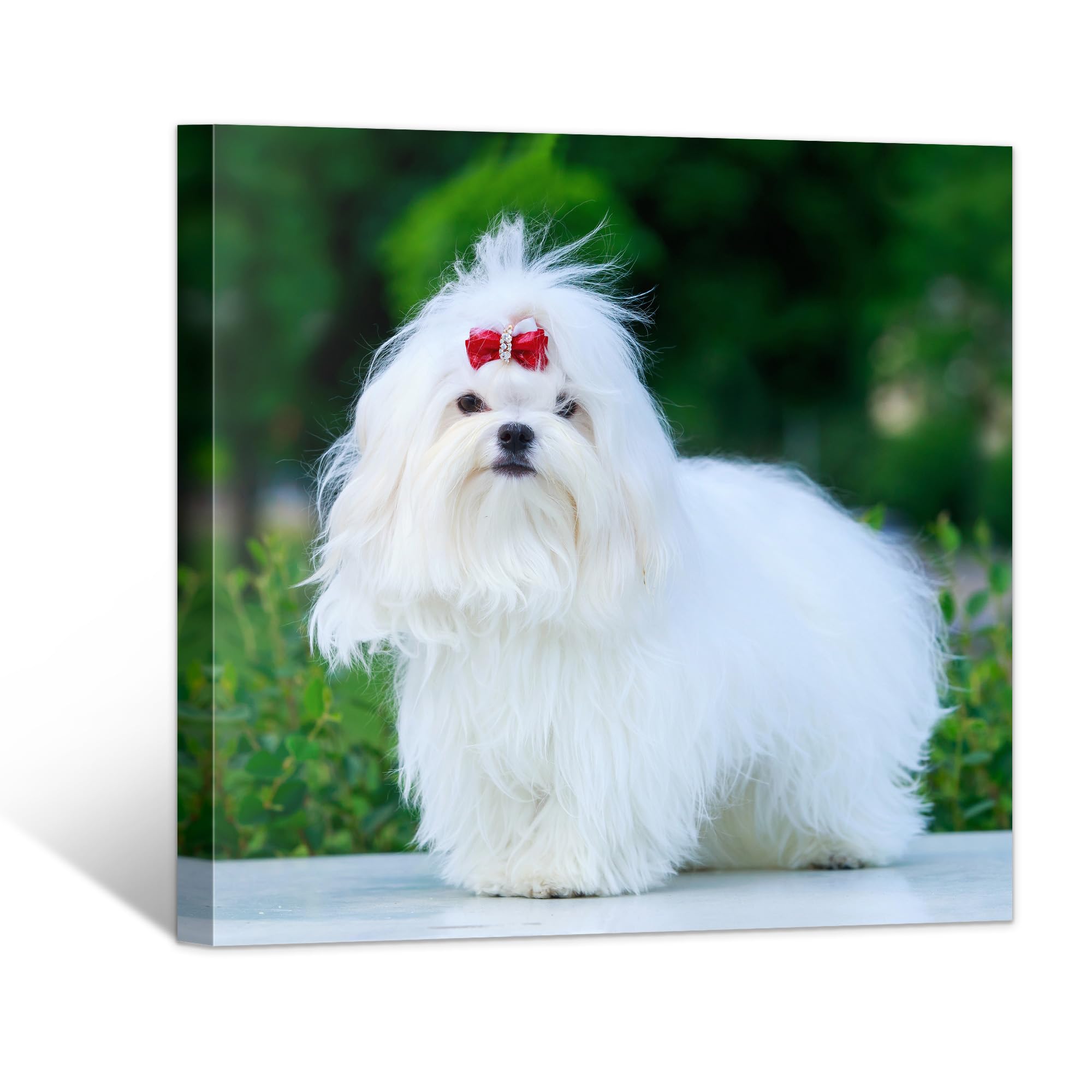 Amazon.com: WEGA Custom Canvas Prints with Your Photos Personalized ...
