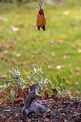 Amazon.com : Songbird Essentials Squngee Squirrel Feeder, Amusing ...