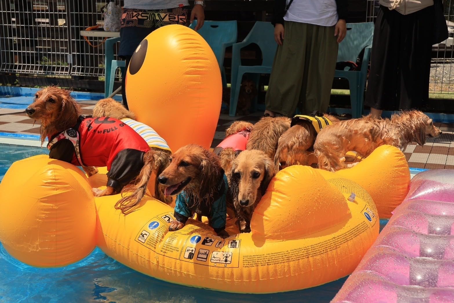 Amazon.co.jp: INTEX(インテックス) 浮き輪 イエローダックライドオン 147×147×81cm 57556 [日本正規品 ...