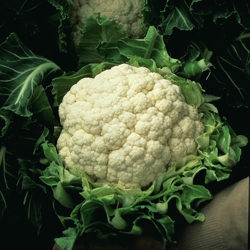 Spring Cauliflower Seeds 'Walcheren Winter Pilgrim' Brassica oleracea ...