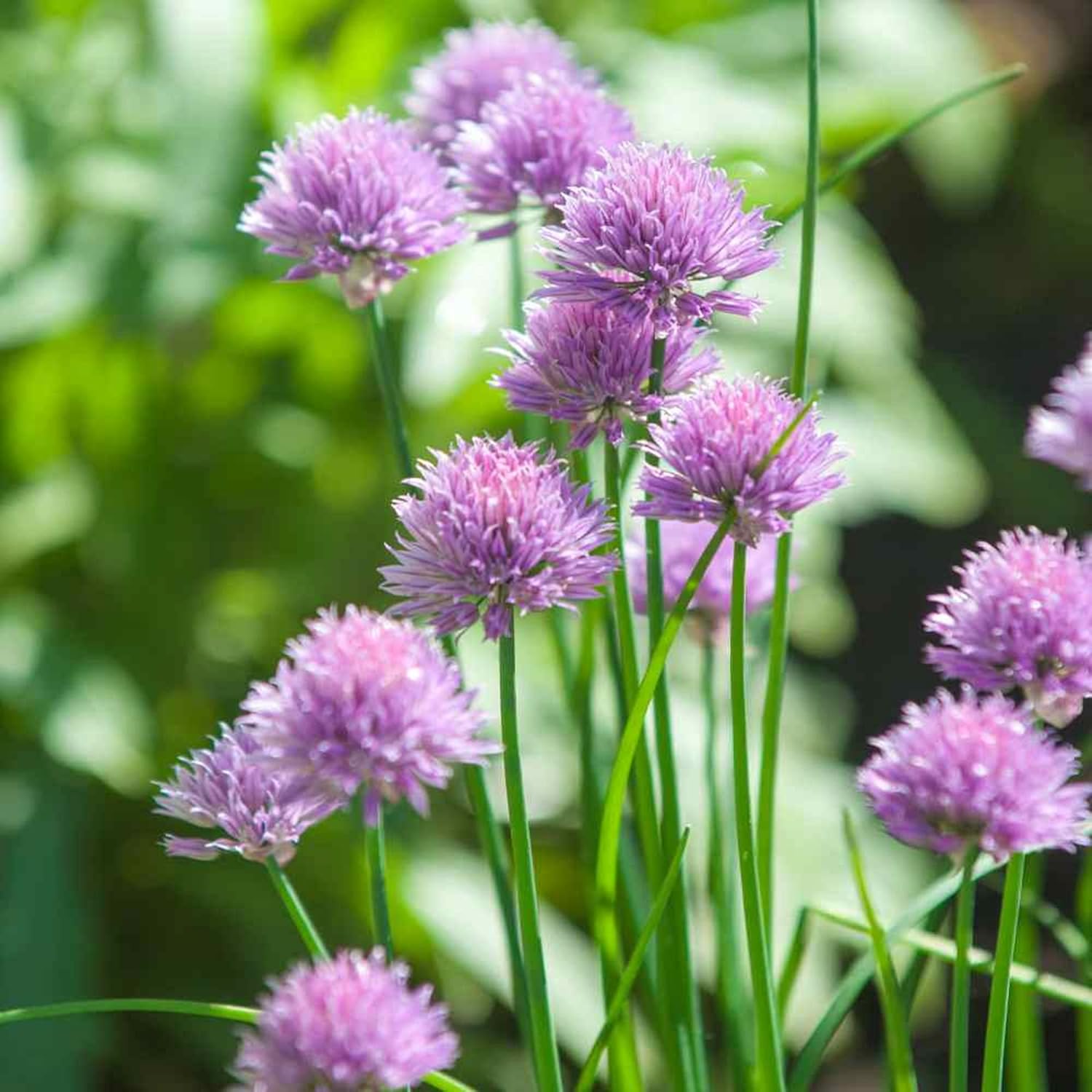 Amazon.com : CHUXAY GARDEN Common Chives Seed 500 Seeds Allium ...