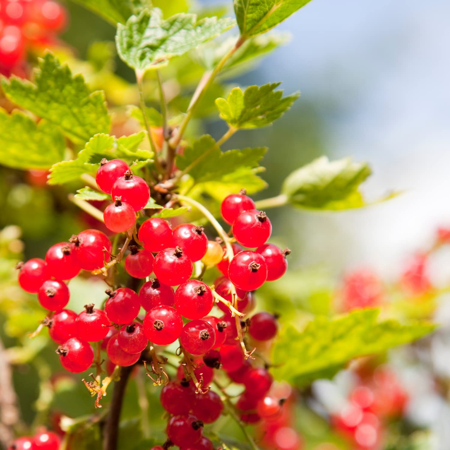 Red Currant Plant