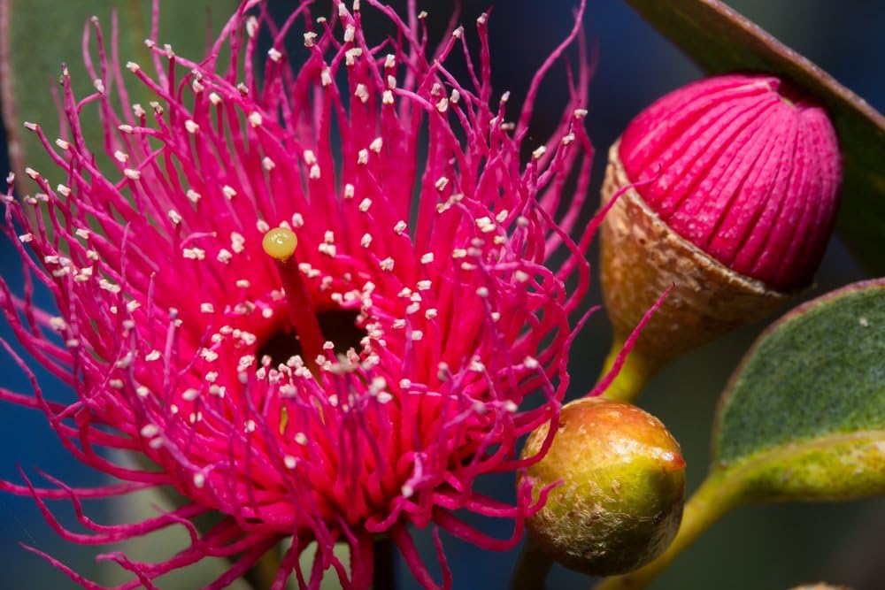 Grow Your Secret Garden Coral Gum Tree Seeds (Eucalyptus Torquata ...