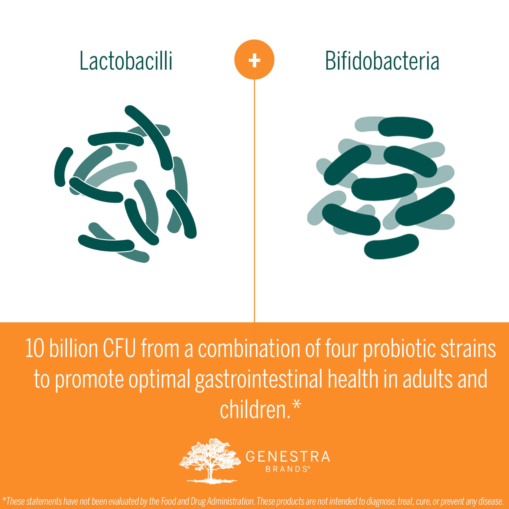 Buy Genestra Brands - HMF Forte Probiotic Supplement - Four Strains of ...