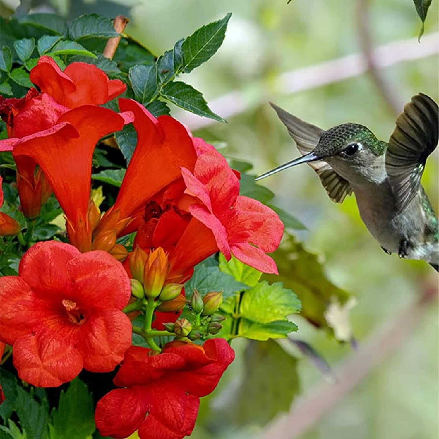 Amazon.com : CHUXAY GARDEN Red Hummingbird Trumpet Vine Seed 20 Seeds ...