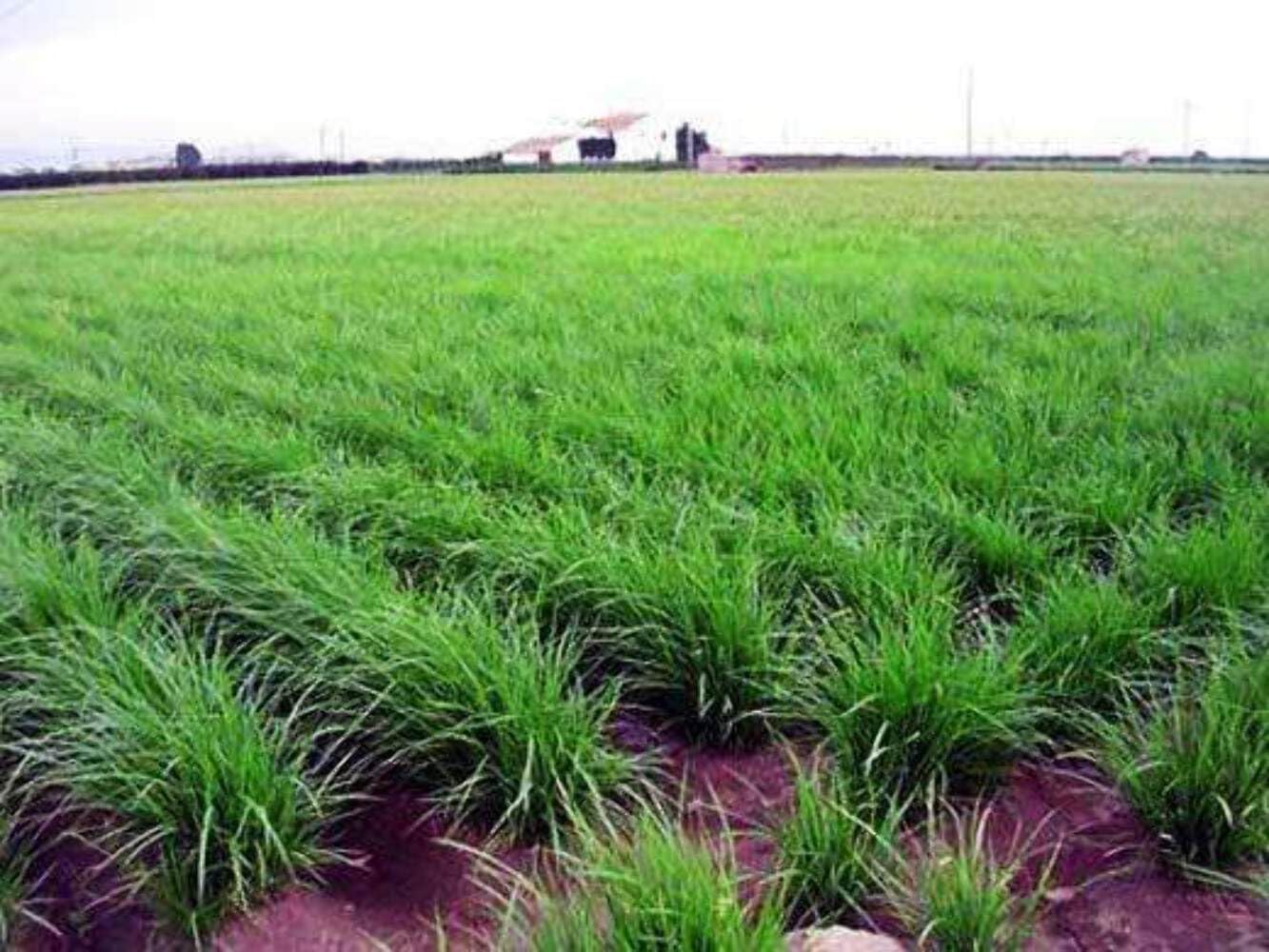 Amazon.com : Hancock Seed Co. Chufa Seeds, 25 Lb. Bag 25 lbs. : Patio ...