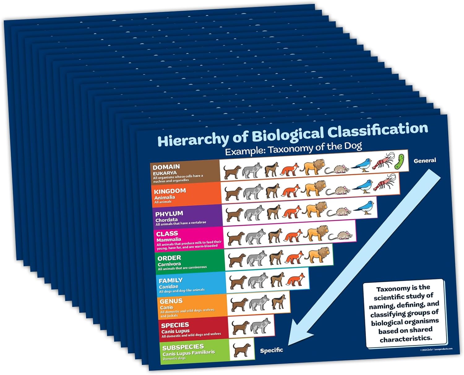 Amazon.com: ZOCO - Biology Posters (20 Pack) - Hierarchy of Biological ...