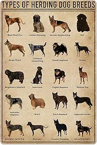 Amazon.com : Types Of Herding Dog Breeds Metal Tin Signs Herding Dog ...