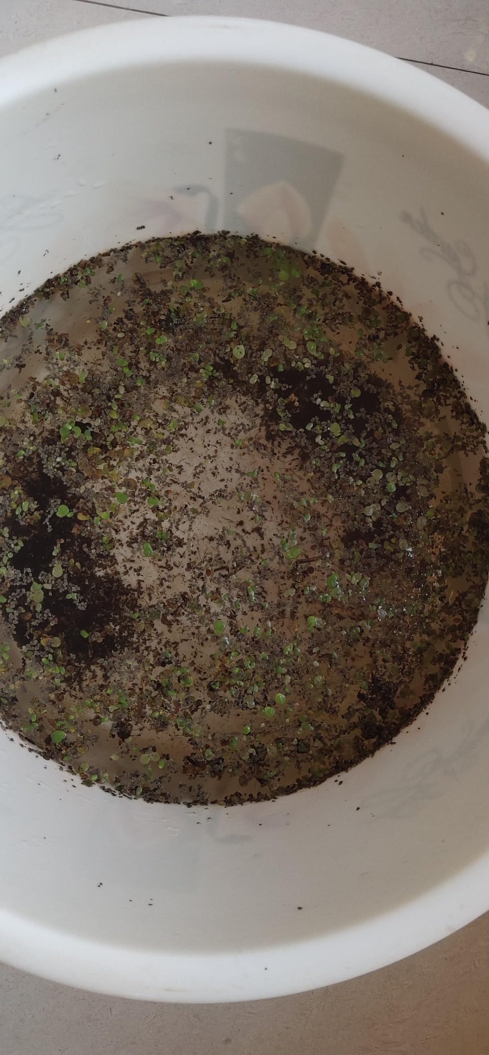 Azolla seeds live plant | Live plant azolla seeds | Pack of 700 ...