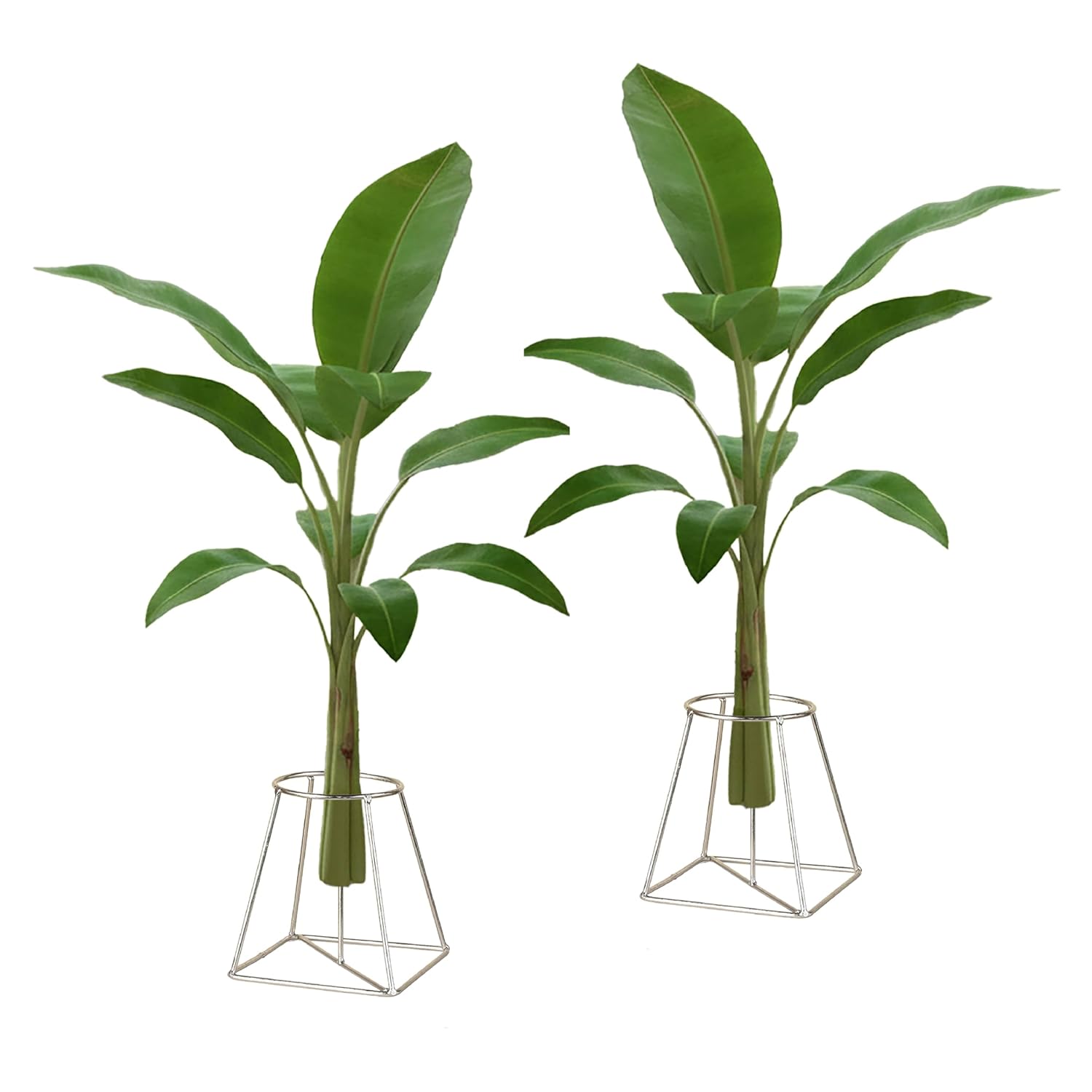 UGAOO Banana Tree Stand for Pooja - Set of 2 | Metal Banana Plant Stand ...