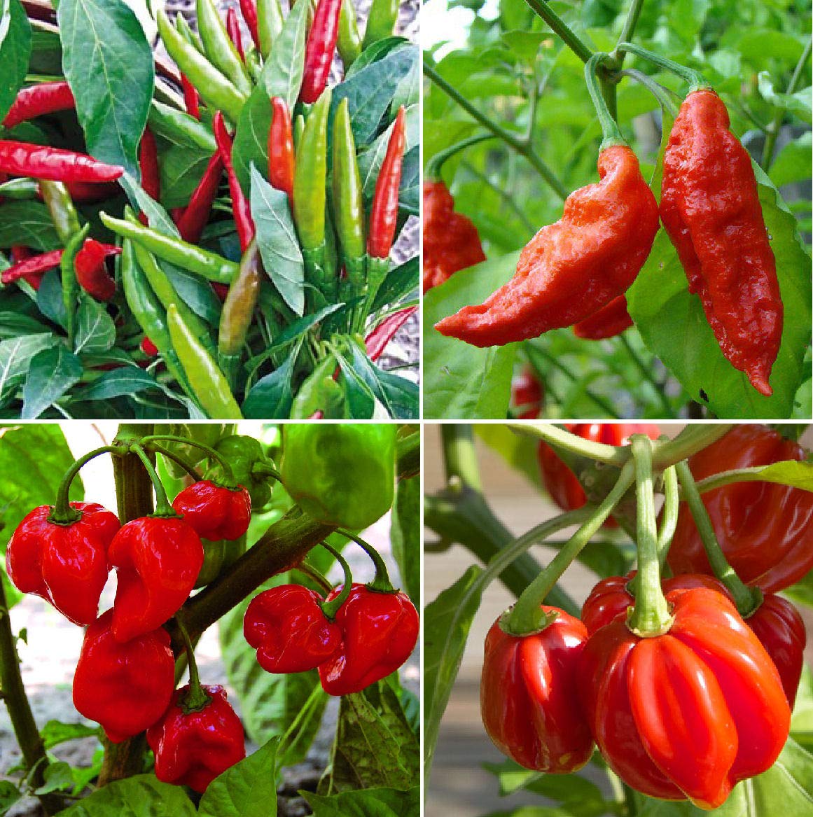 HOT Chilli Collection Contains 4 Varieties Chilli Seeds - Thai Hot ...