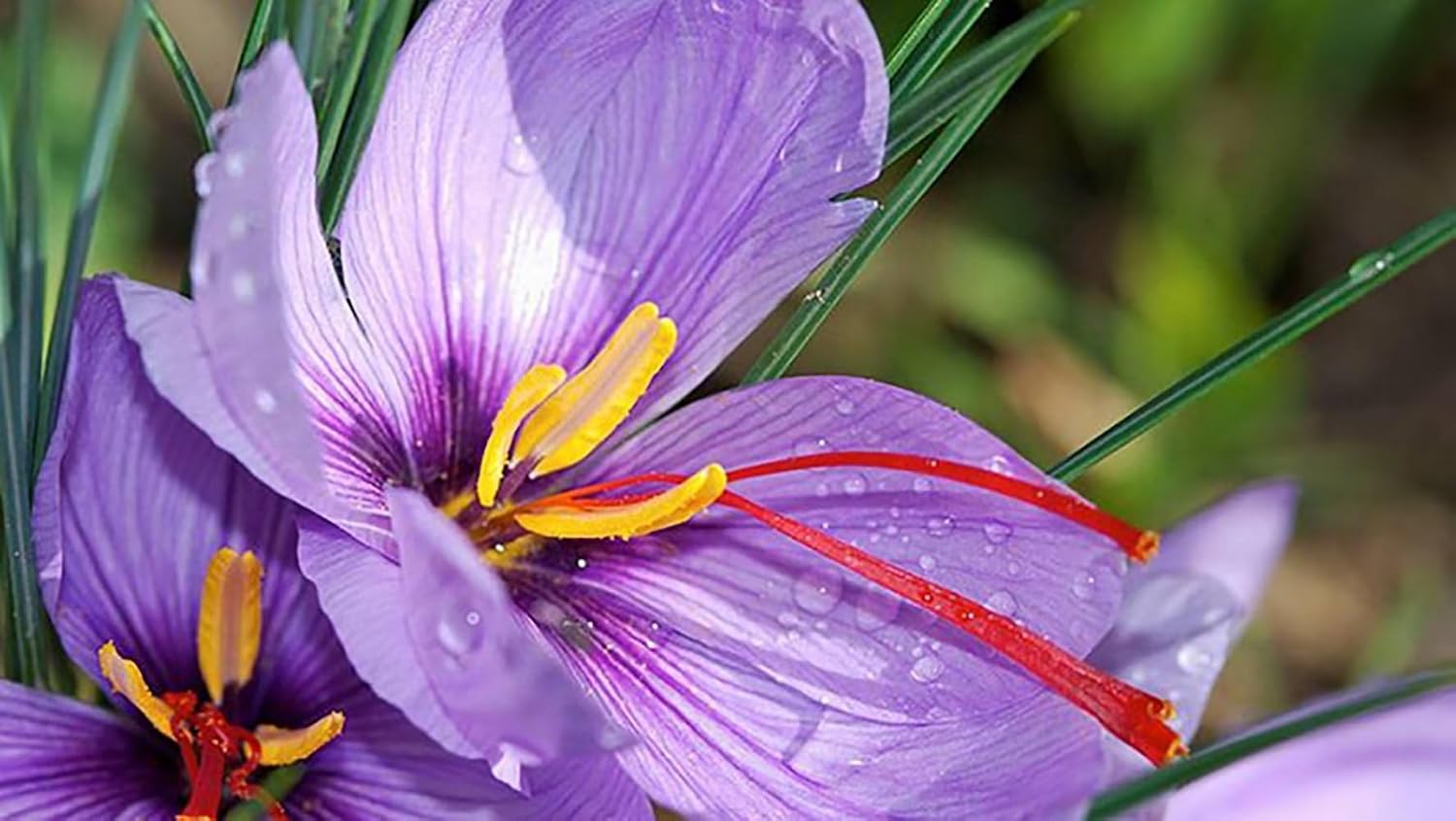 Amazon.com : Saffron Crocus Sativus Bulbs Autumn Flowering Grow Your ...