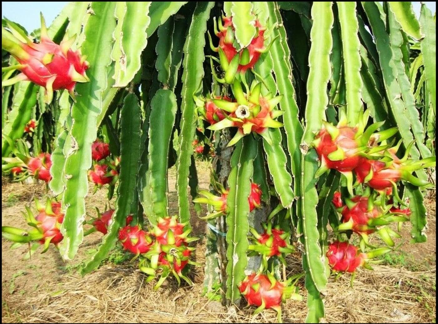 Pitaya Plant