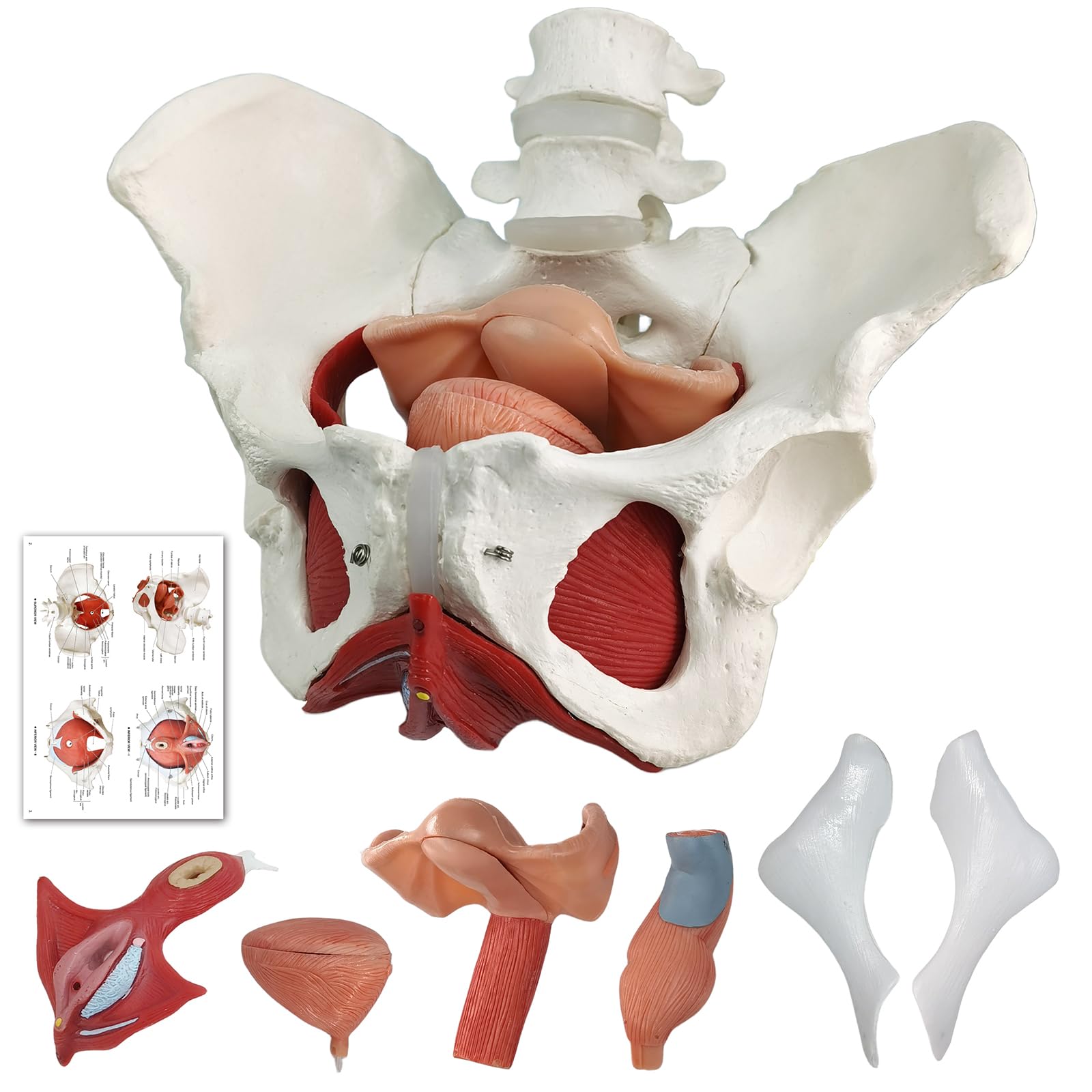 Amazon.com: HADWYN Female Pelvis and Perineum Model with Removable ...