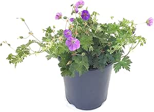 Amazon.com : Geranium Rozanne Cranesbill - Hardy Perennial with Vibrant ...