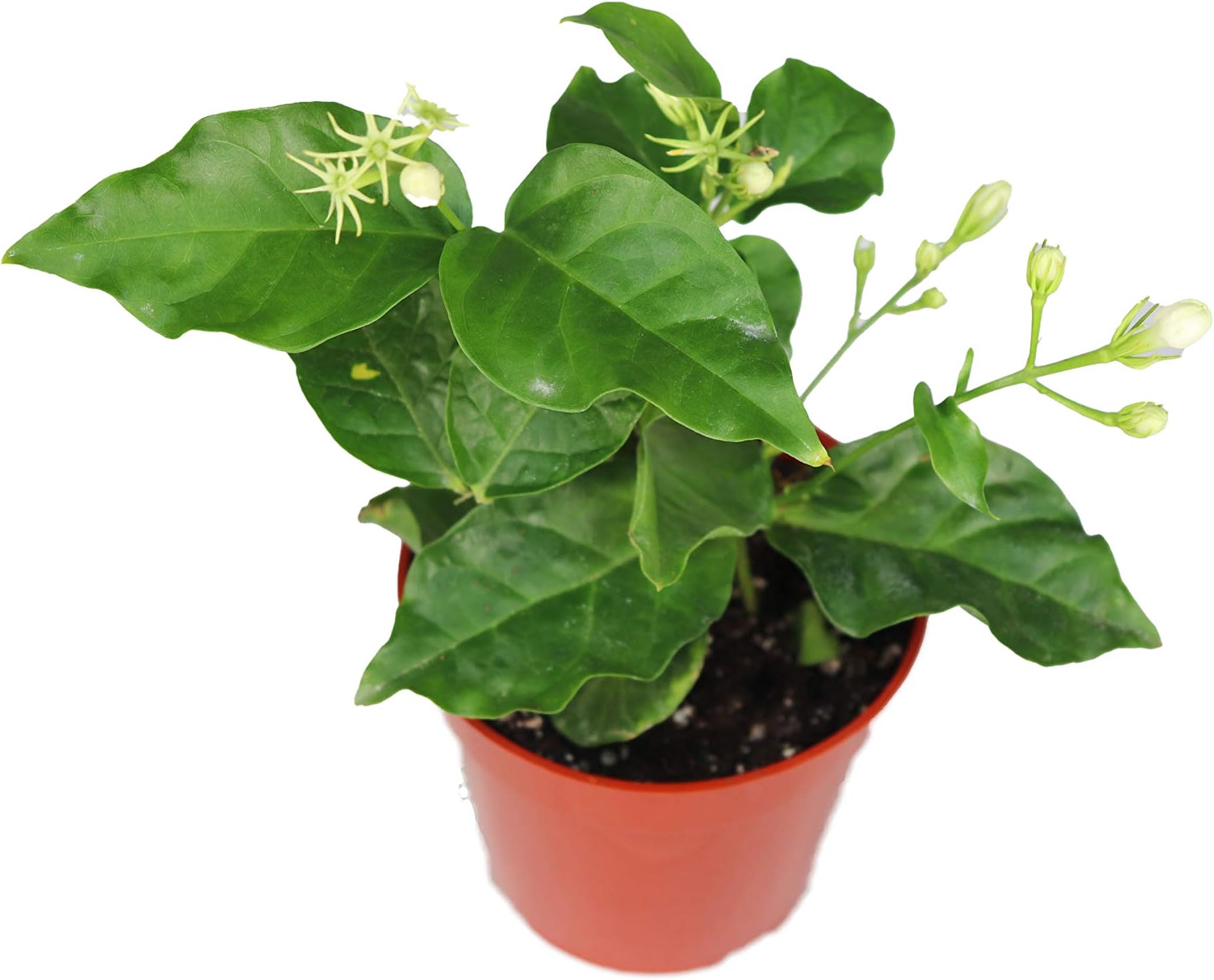 Amazon.com : 2 Jasmine Plants Indoor Live, Live Blooming Jasmine Plant ...