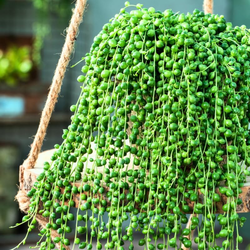 Amazon.com : Live String of Pearls Plant, Green String of Pearls ...