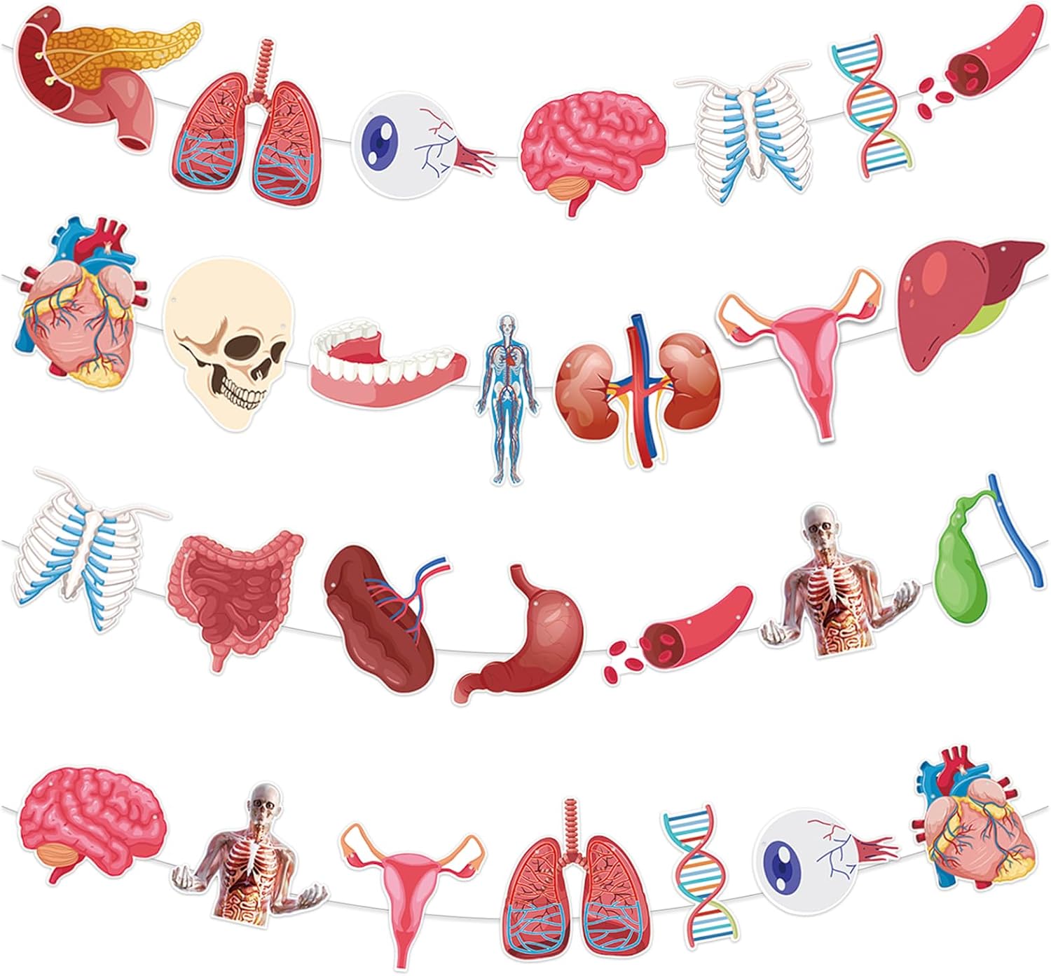 Amazon.com: 4 Strings 28 Pcs Anatomy Themed Hanging Banner, Human Body ...