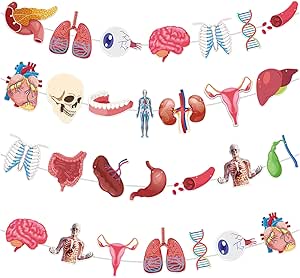 Amazon.com: 4 Strings 28 Pcs Anatomy Themed Hanging Banner, Human Body ...