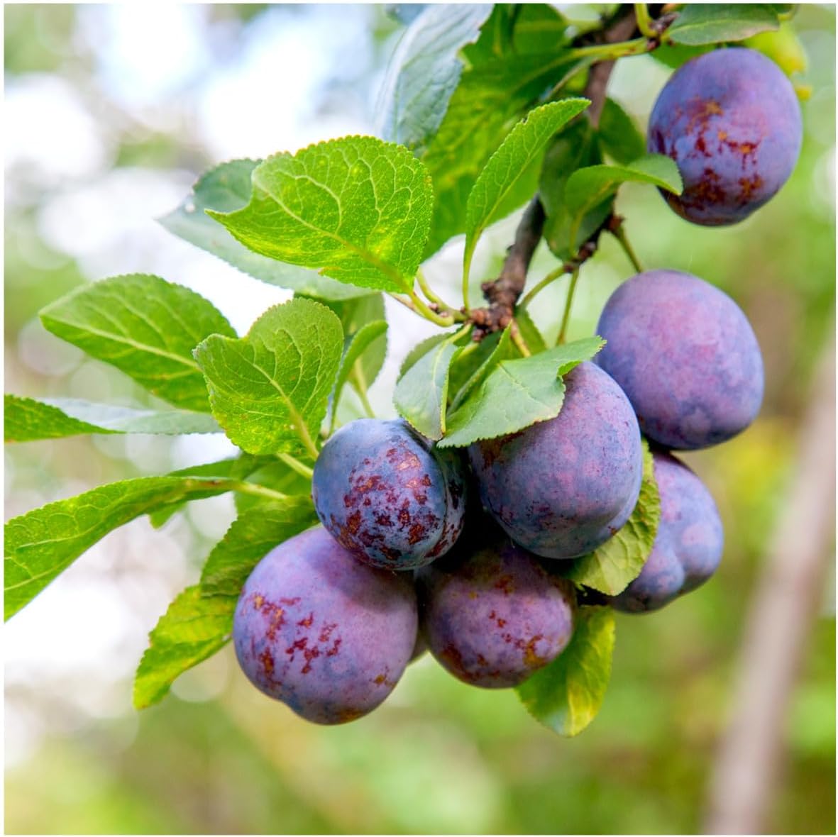 Dwarf Patio Plum Reine Claude d'Althan, 5L Pot, Large Purple Tasty ...