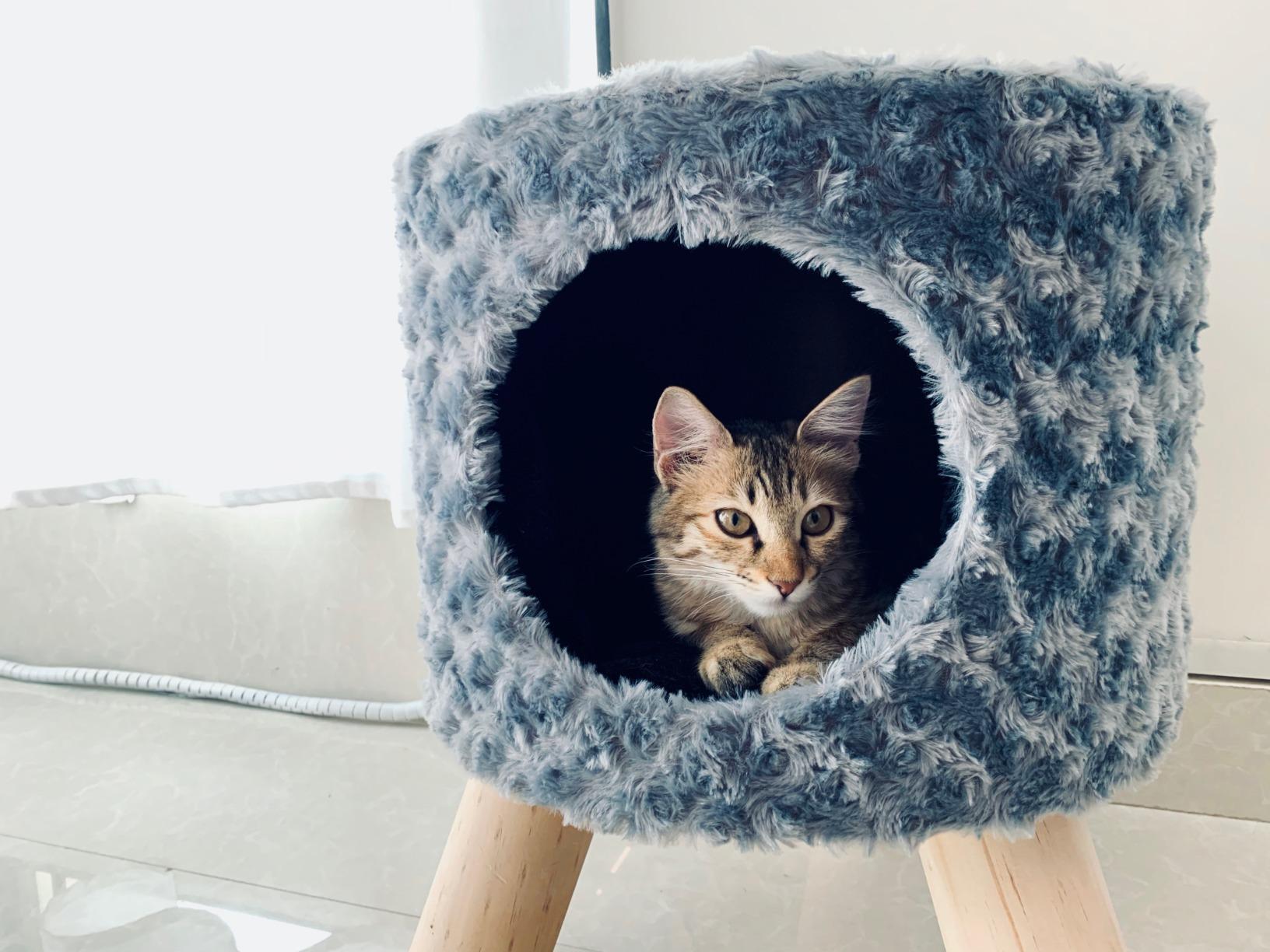 AmazonBasics Cat Condo Ottoman, Dark Grey : Amazon.in: Pet Supplies