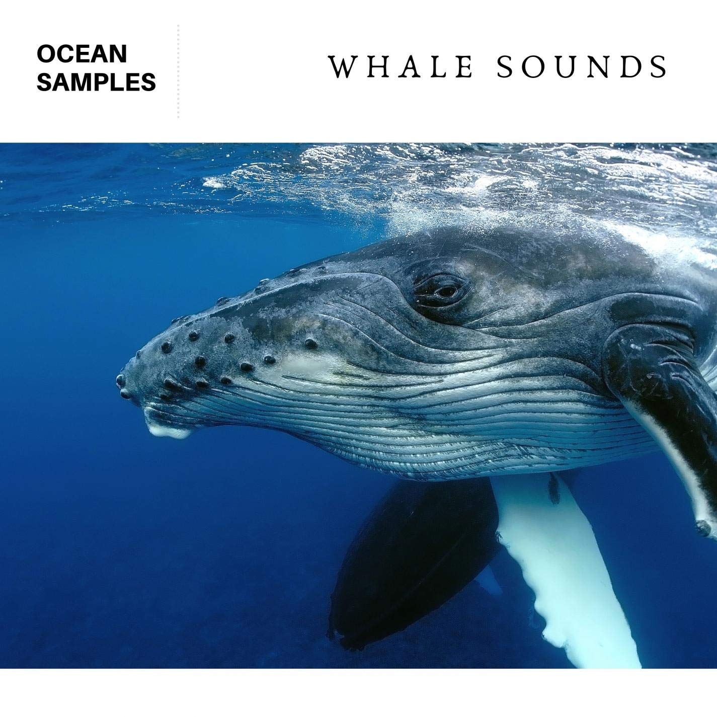 Pets' Relaxation in Ocean's Gentle Waves song by Pet Music World, Ocean ...