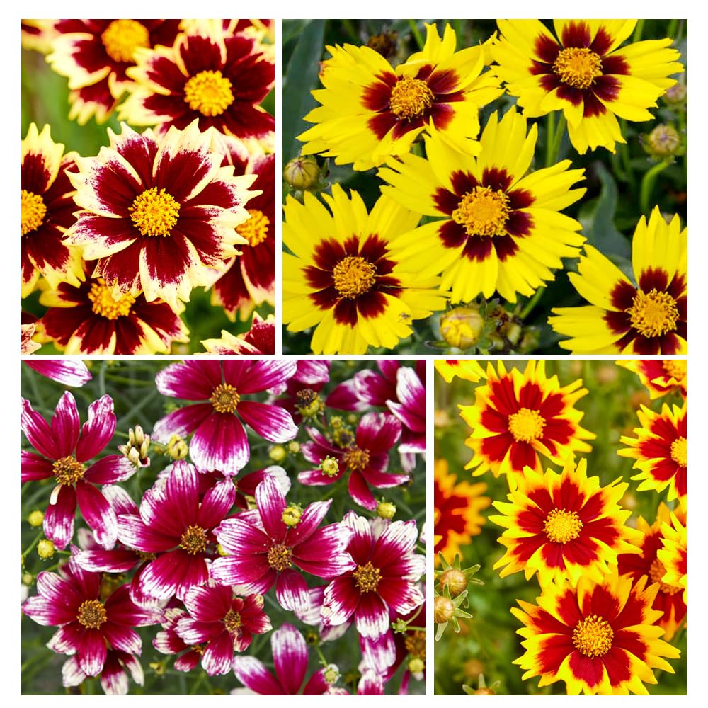 Amazon.com : 5000+Perennial Coreopsis Flower Seeds for Planting ...