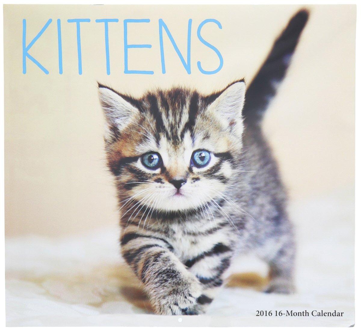 2016 Cute Kittens Calendar - 16-Month Wall Calendar Planner : Amazon.in ...