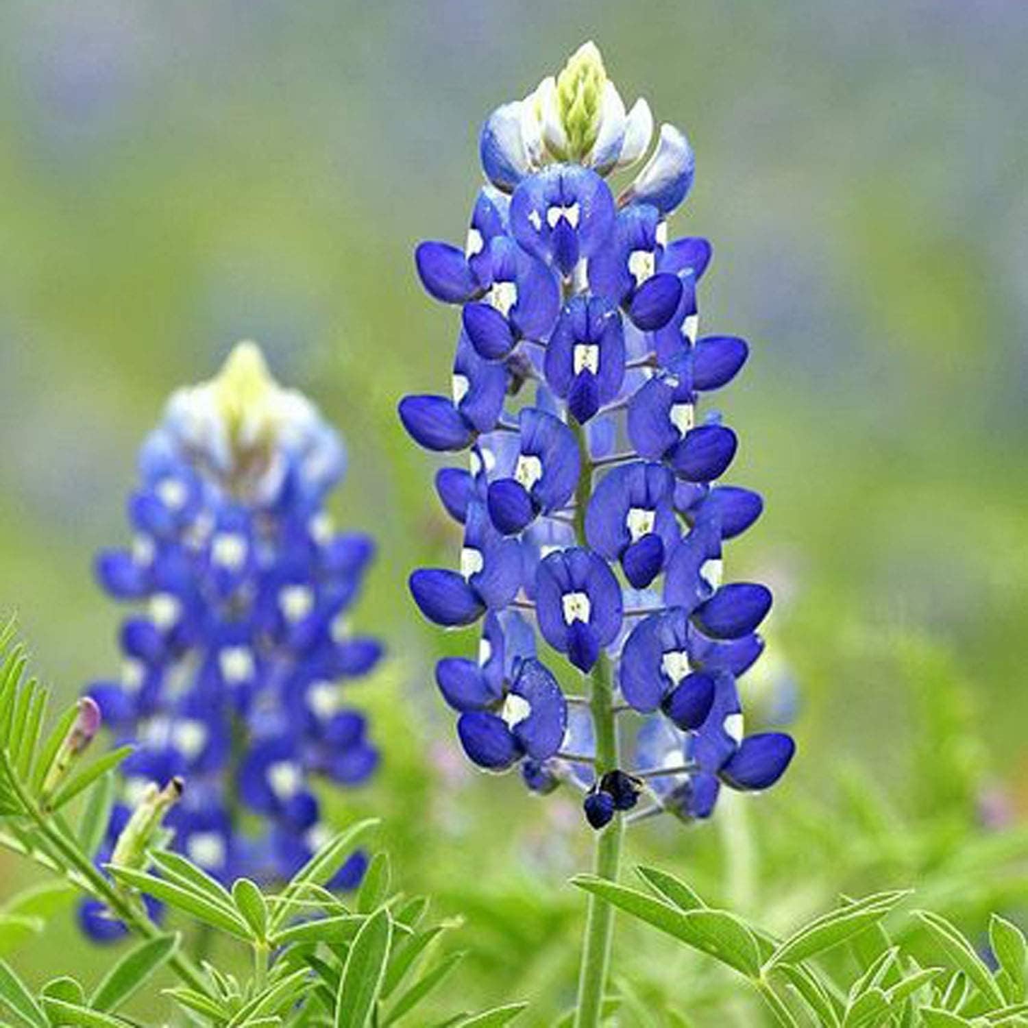 Amazon.com : 1000+ Texas Bluebonnet Premium Seeds - Wonderful ...