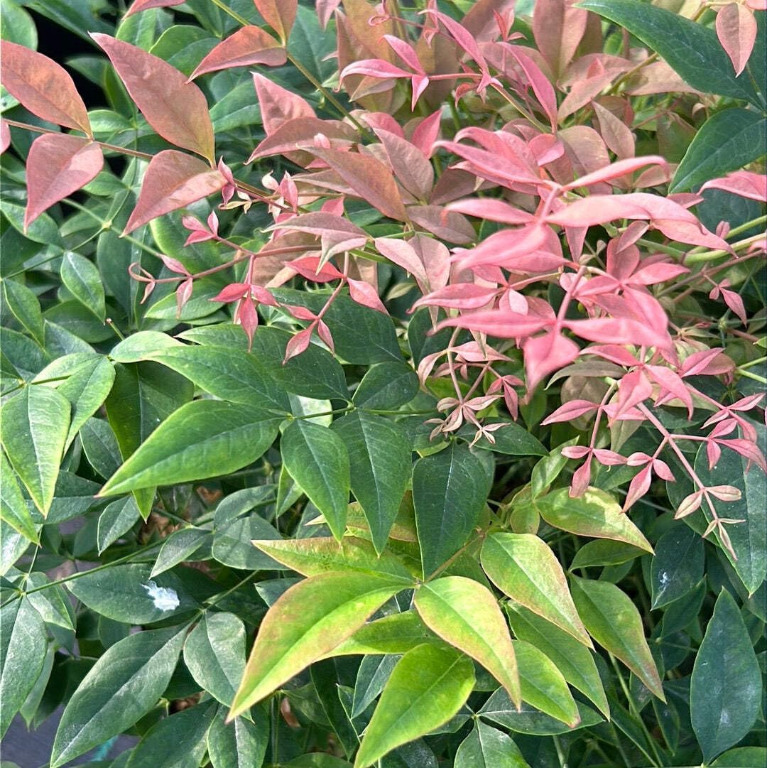 Amazon.com : Nandina Gulf Stream Heavenly Bamboo (3 Gallon) - Compact ...