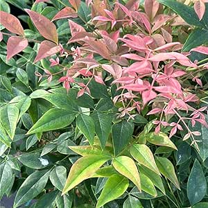 Amazon.com : Gulf Stream Heavenly Bamboo, 3 Gallon : Patio, Lawn & Garden