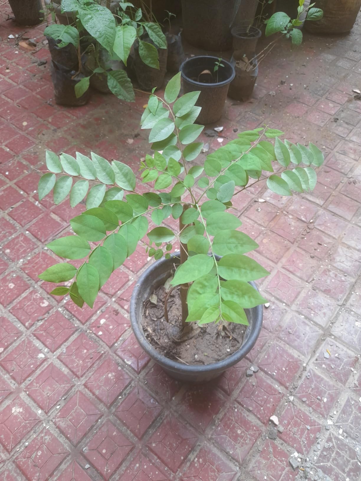 CooPany® SMALL AMLA/ARAI NELLIKAI LIVE PLANT : Amazon.in: Garden & Outdoors