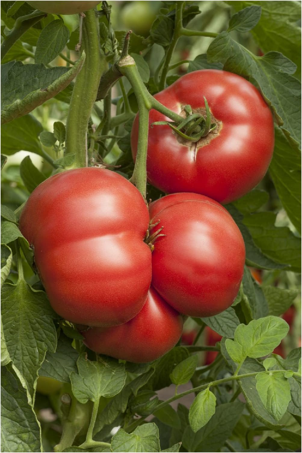 Tomato Mountain Magic F1 : Amazon.co.uk: Grocery