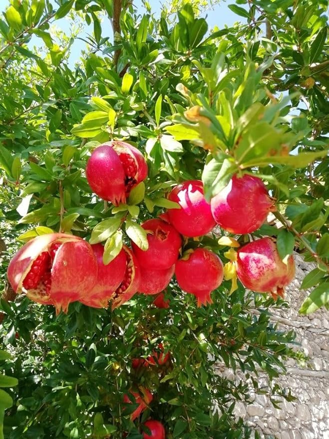 BeGrin Pomegranate Live Plant Punica granatum Anar One Healthy Live ...
